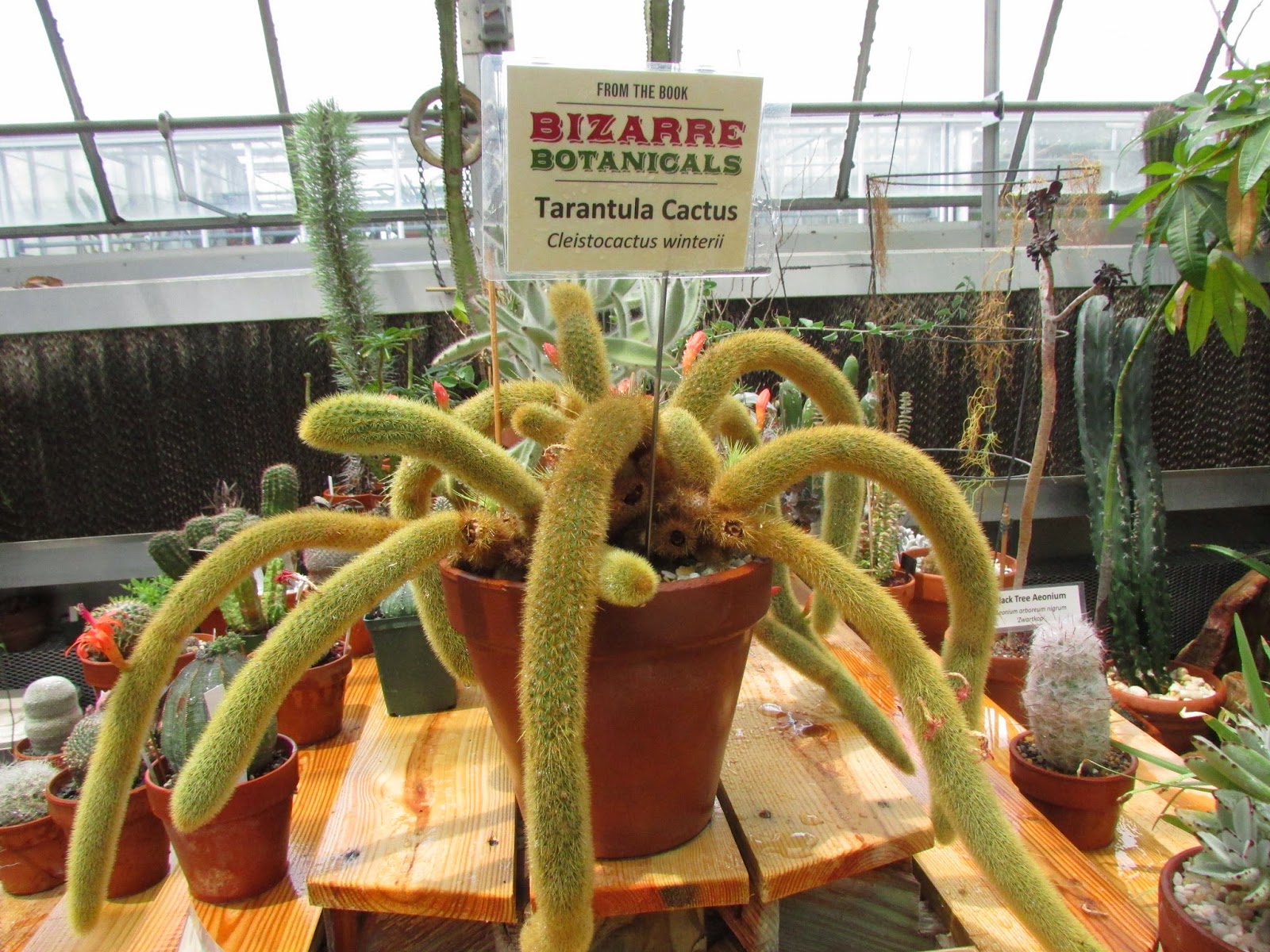 Lil Mac's Big Adventures