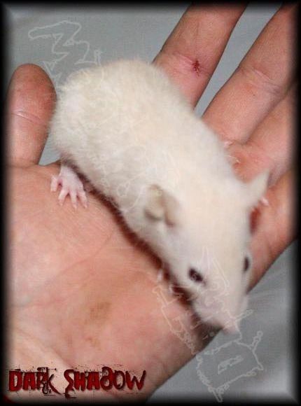 ANTONIO-LOZANO: Colores de las ratas