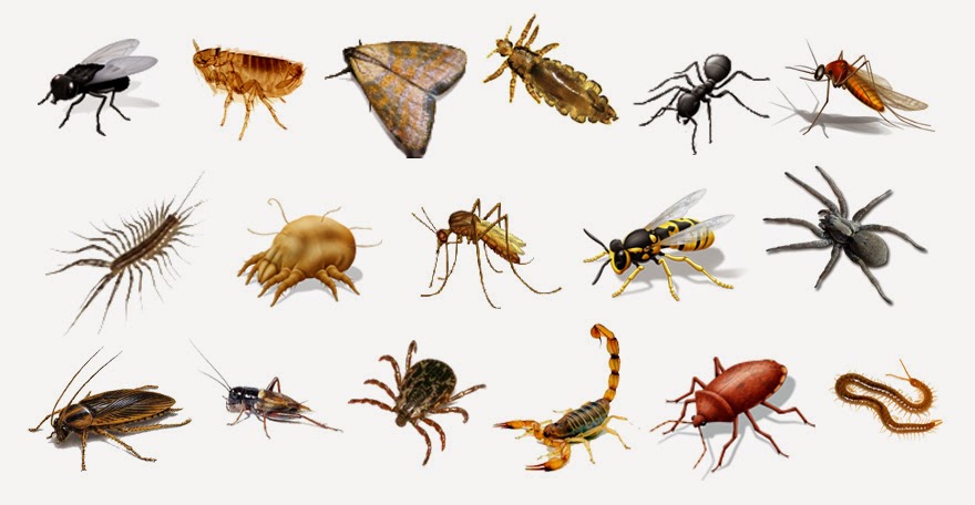 Artròpodos | Bio Blog.