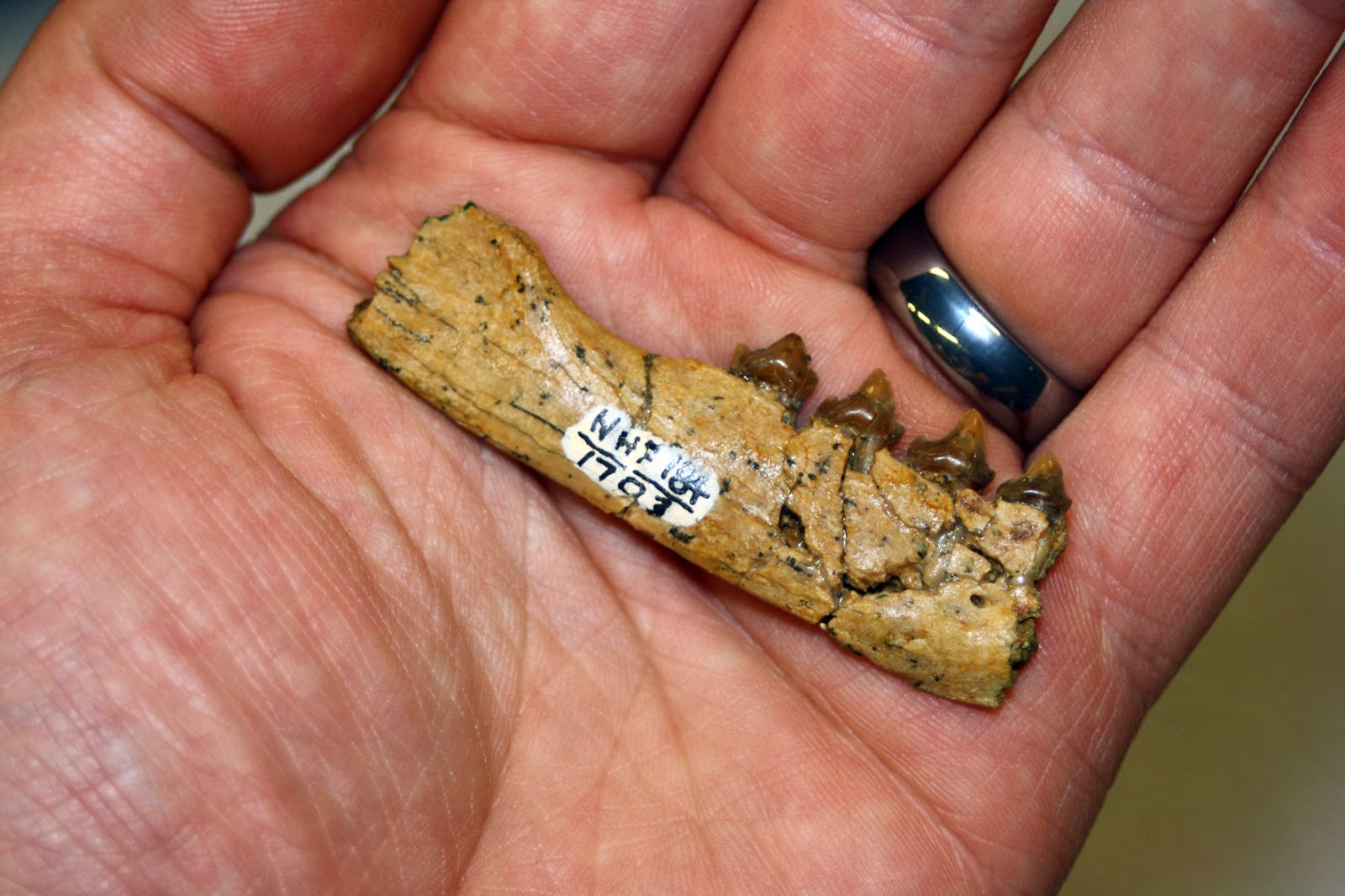 The Coastal Paleontologist: Introducing Eotaria crypta from the Miocene ...