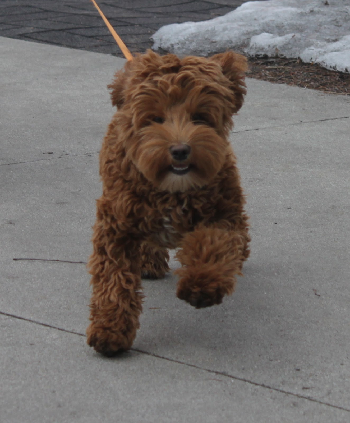 AnnaBlog!: Australian Labradoodles and Cockapoos - both great combinations!