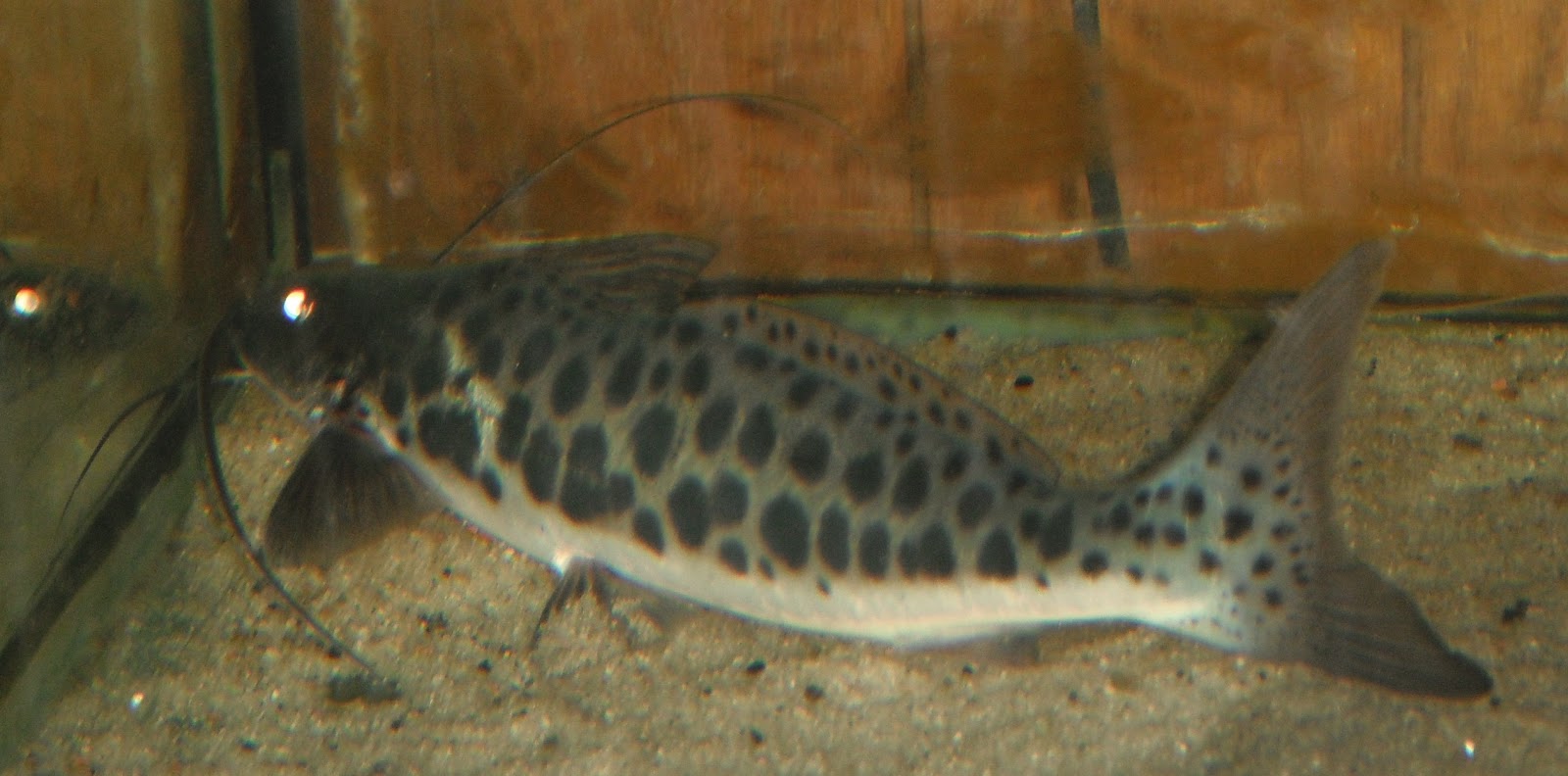 Necrocanis' Fish Keeping Journey!!: Vulture/Machete Catfish (Calophysus ...