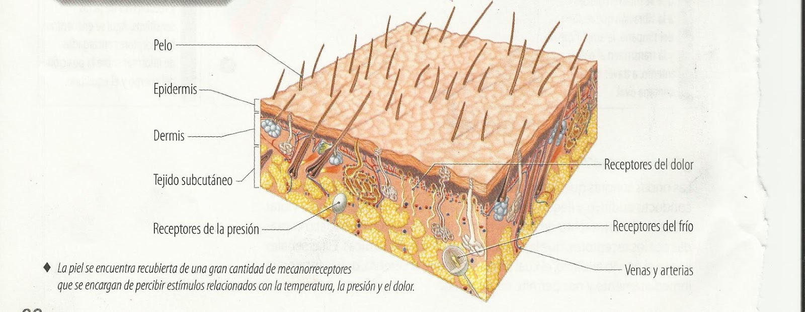 CIENCIAS NATURALES PRIMER SEMESTRE: QUINTO