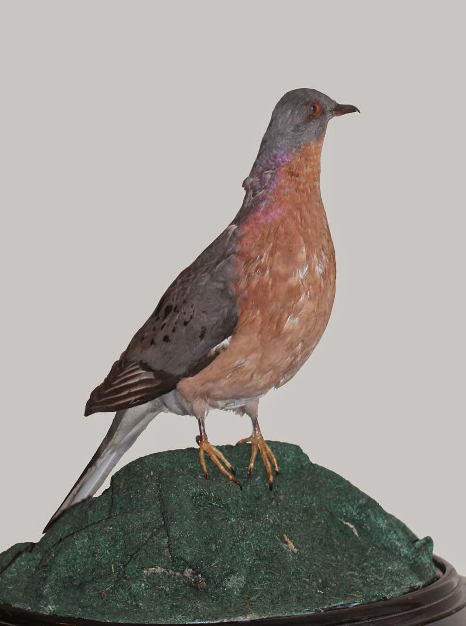 Les oiseaux de la région de La Pocatière, Québec: La Tourte voyageuse ...