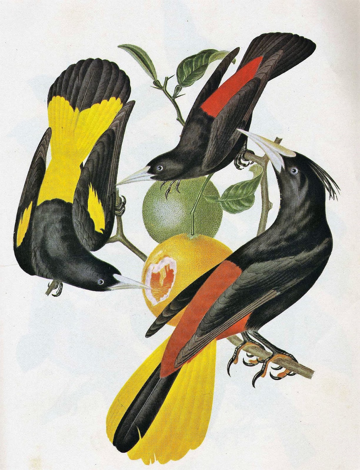 O Japiim e as vespas