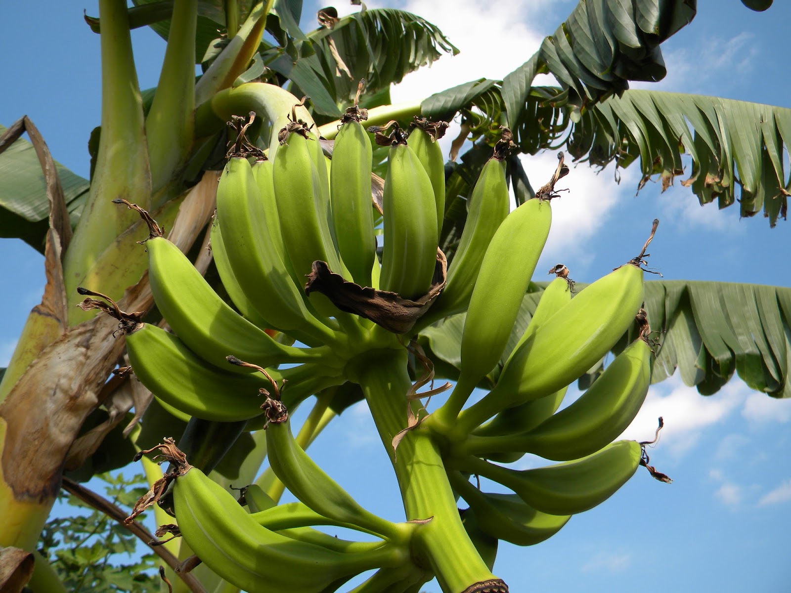 El Huerto de Tatay: La platanera en julio