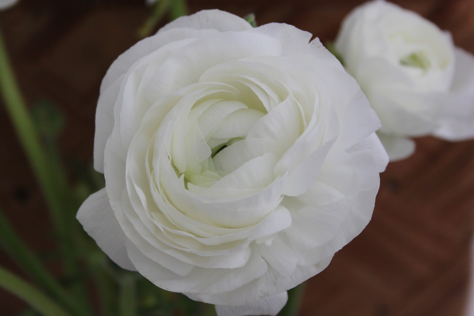 add: design / anna stenberg / lantligt på svanängen: Egna vita ranunkler