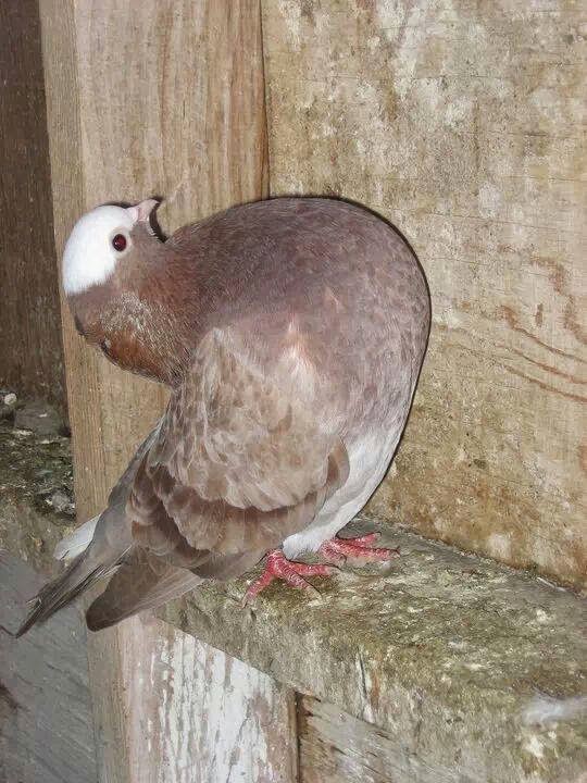 PigeonsFans: Pigeon Breeds