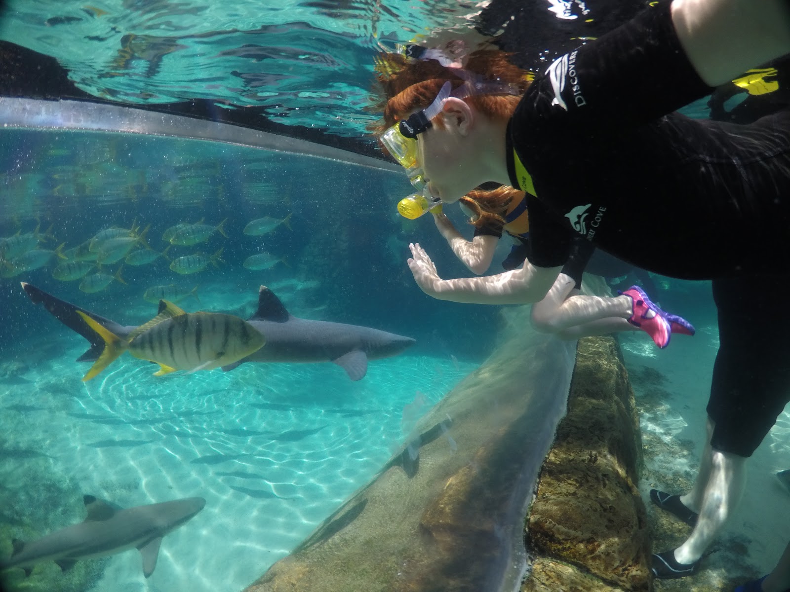 Close-up Animal Encounters and Rides to Enjoy at The SeaWorld Parks ...