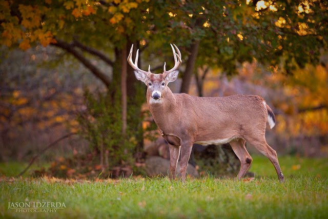 Project Gridless: How to bag Big Bucks during Deer Hunting Season