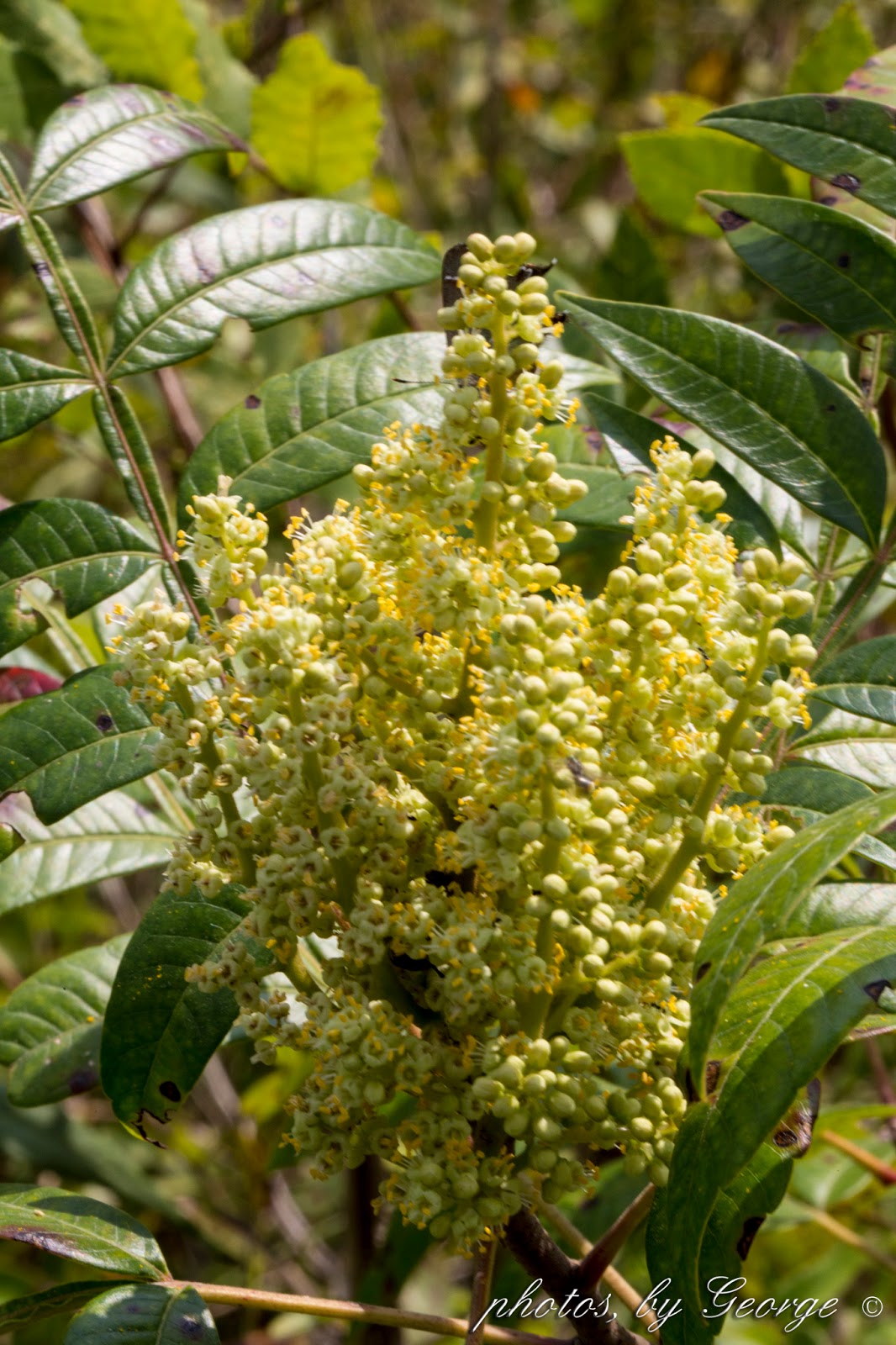 "What's Blooming Now" : Winged Sumac (Rhus copallina)