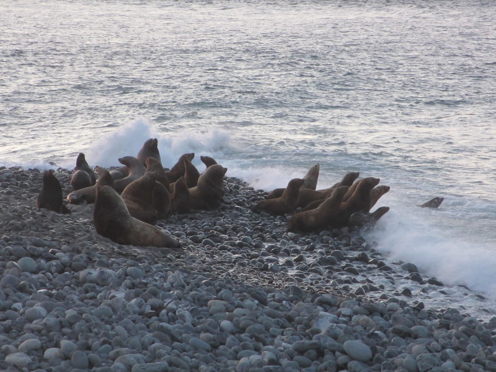 Middleton Island, Gulf of Alaska