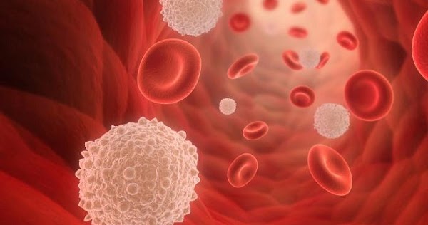 10 Best Natural Ways To Boost White Blood Cells Production - Best ...