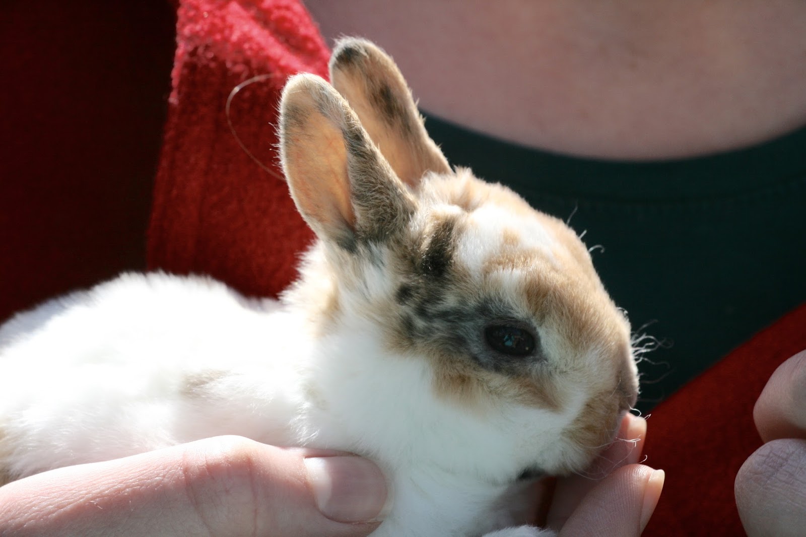 Clever Bunnies: Five Fat Fluffy Fur balls :)