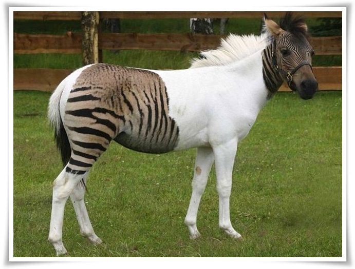 Zorse Most Interesting Facts | Animals Name A To Z