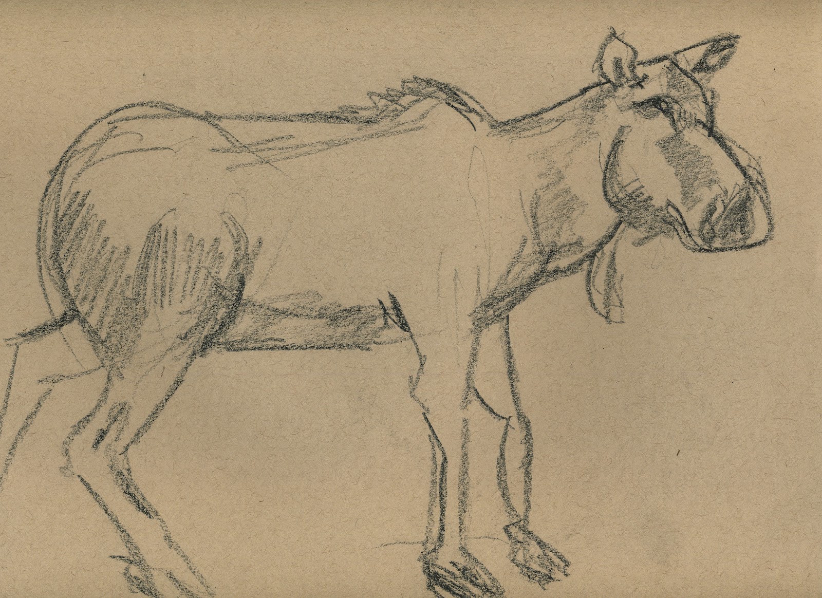 Female Moose Drawing