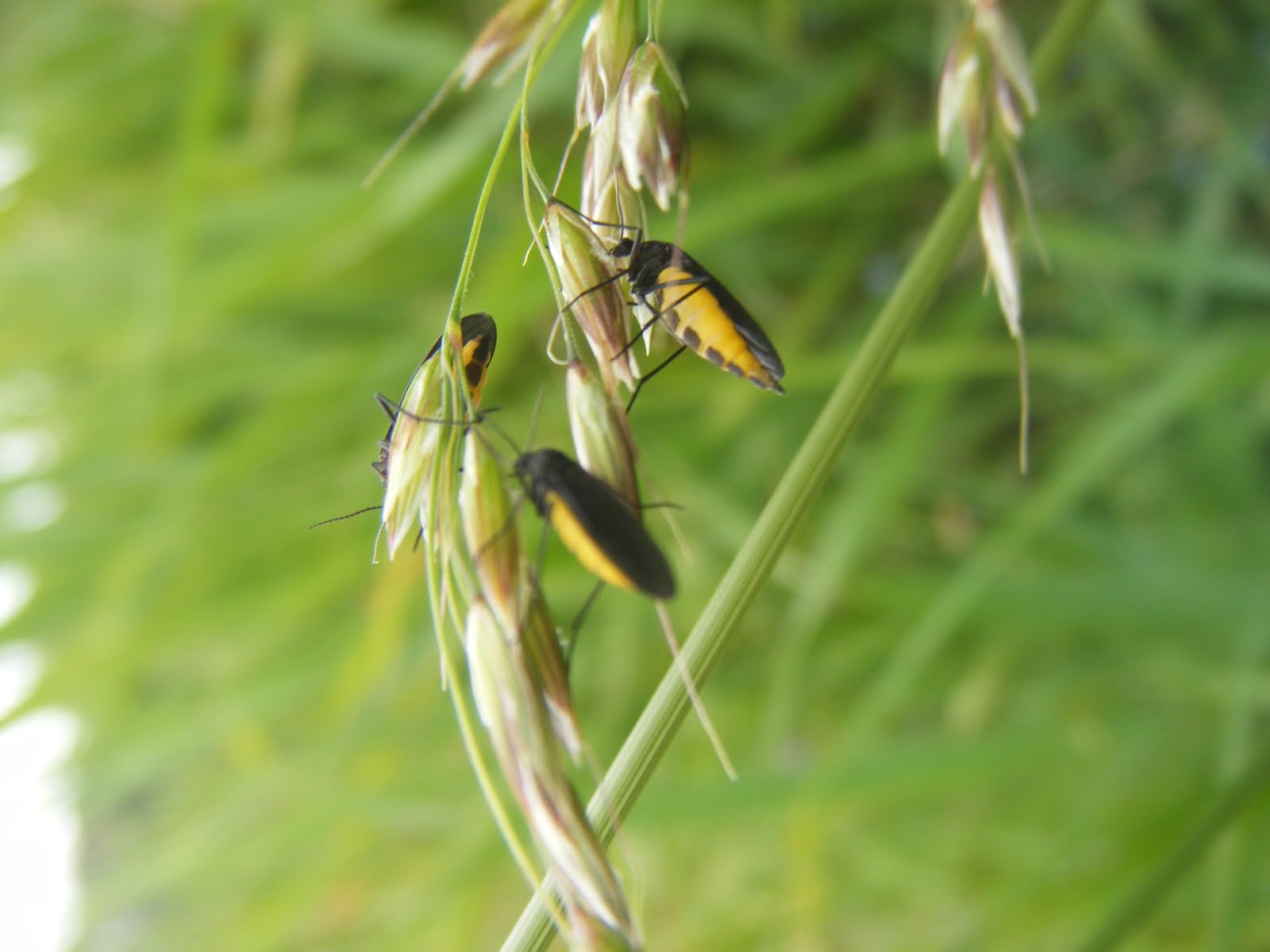 Yellow Flying Insect