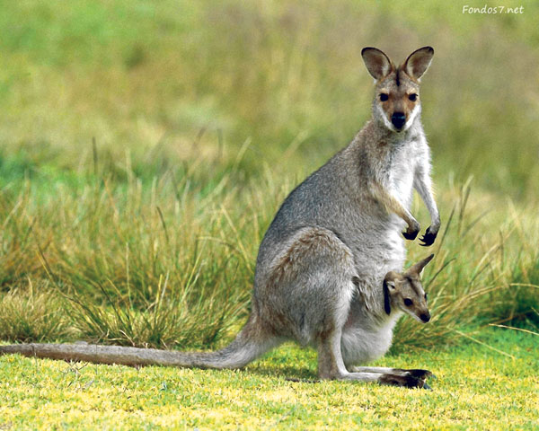 Kisah Lawak Kanggaru - JIWAROSAK.COM