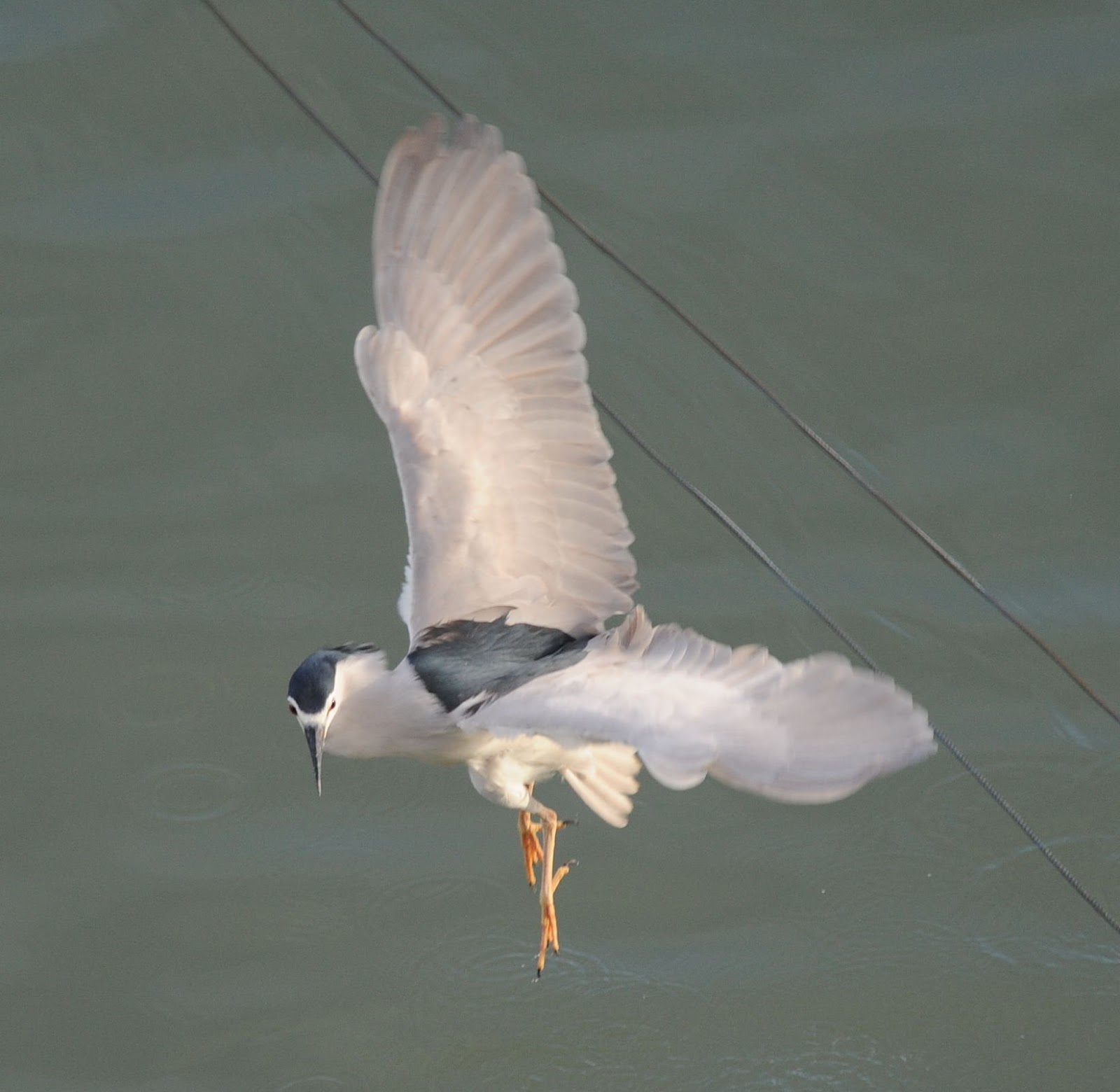 Lamma delights: Lamma delights 381 - birds