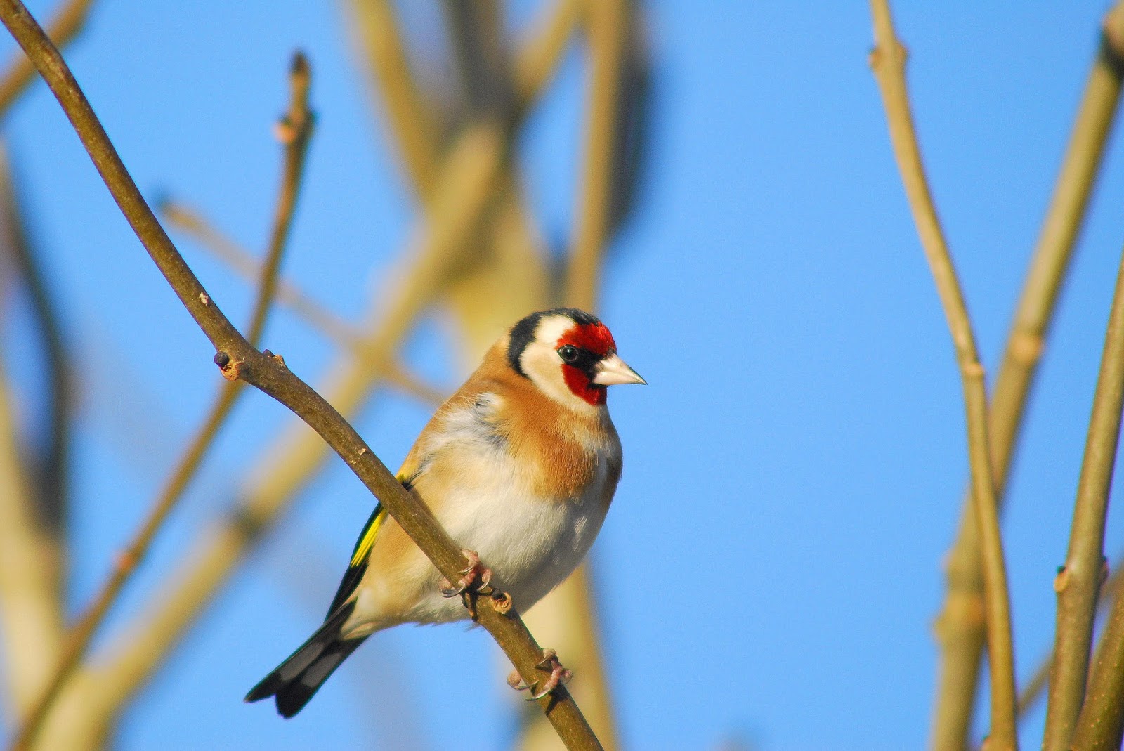 BirdWatch Ireland's Conservation Team blog: Irish Garden Birds ...