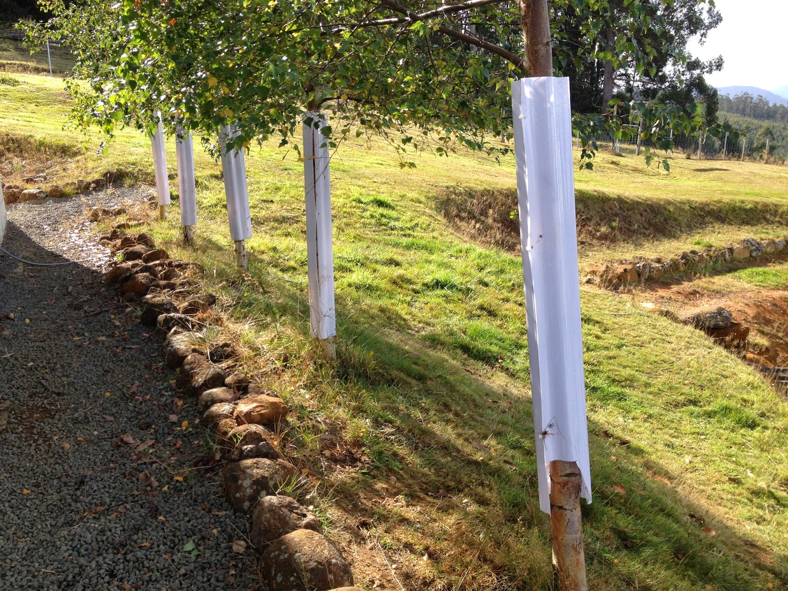 Huon View: Possum protection