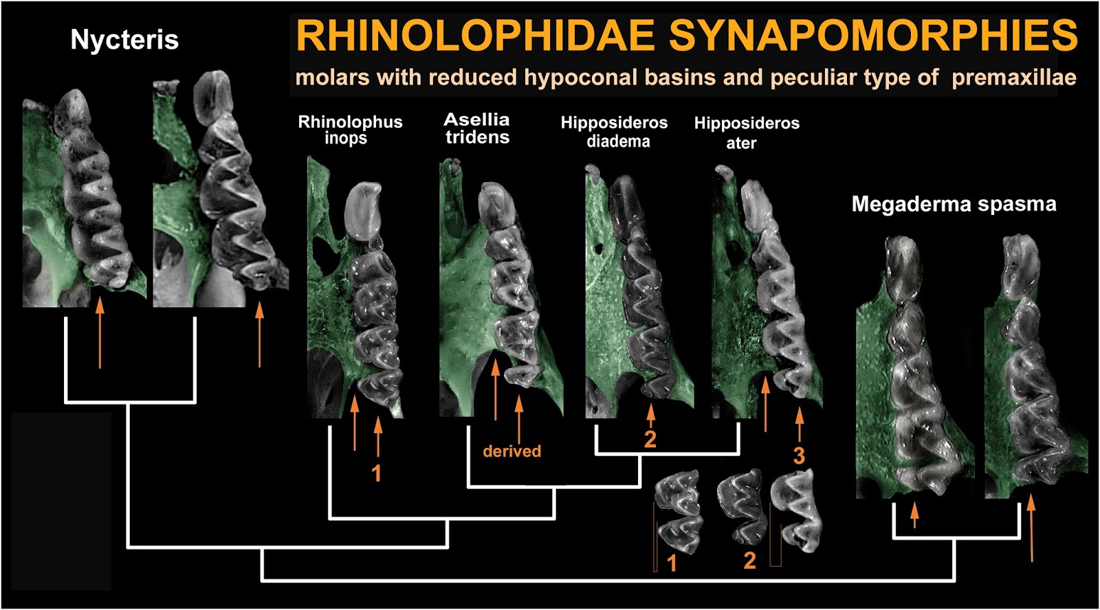 "A EVOLUÇÃO DOS MAMÍFEROS" THE Evolution OF THE MAMMALS: CHIROPTERA ...