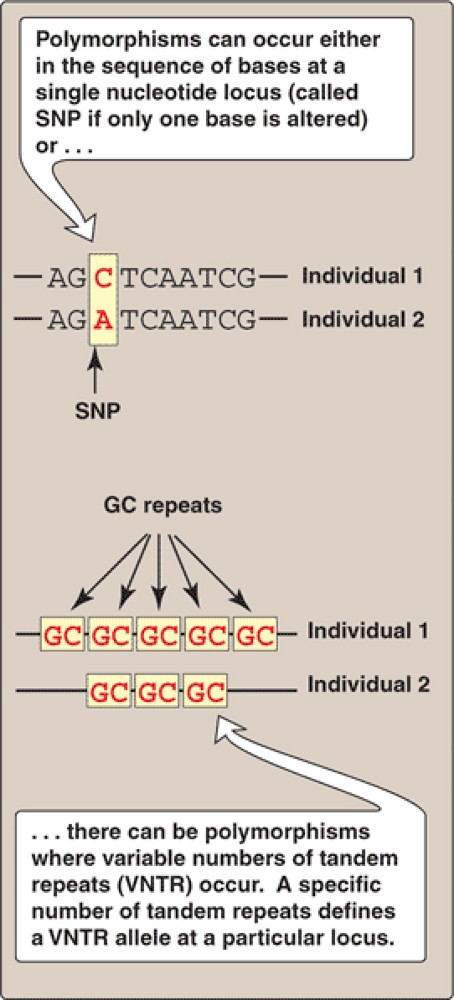 Biochemistry Class notes: Application of Restriction Fragment Length ...
