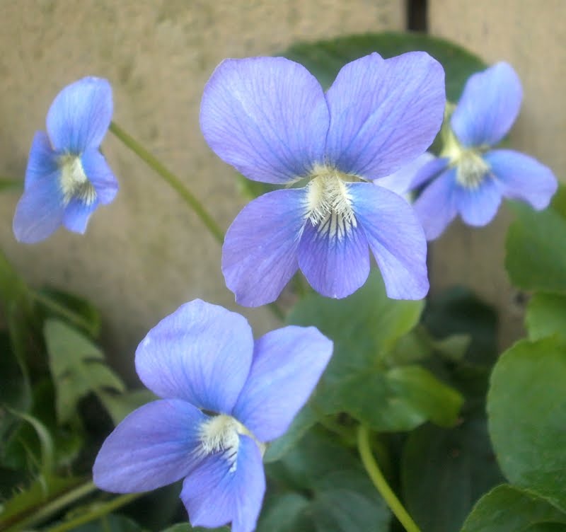 Plants are the Strangest People: 5/15/11 - 5/22/11