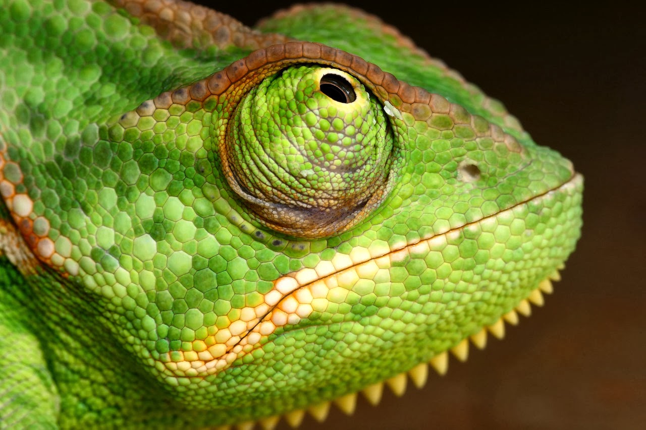 ANIMAL: El Camaleón del Yemen.