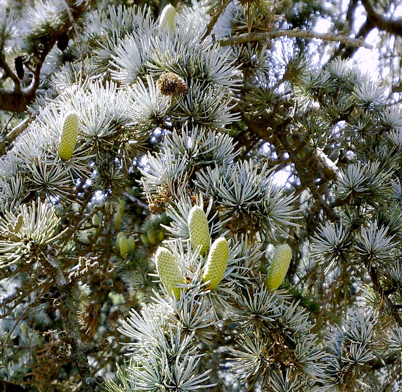 Árboles con alma: Cedro del Atlas. Cedre atlantic, (Cedrus atlantica)