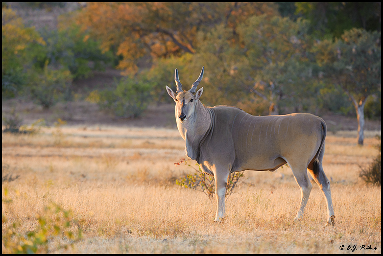 Animals pictures: Common Eland 1