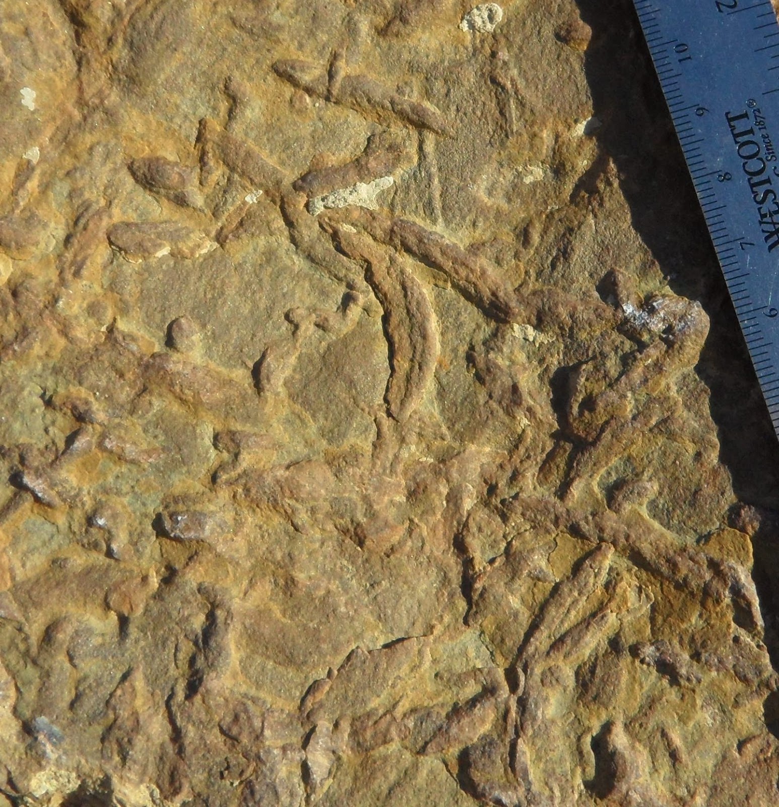 Fossils and Geology of Lanark County, Ontario: If the Ediacaran discoid ...