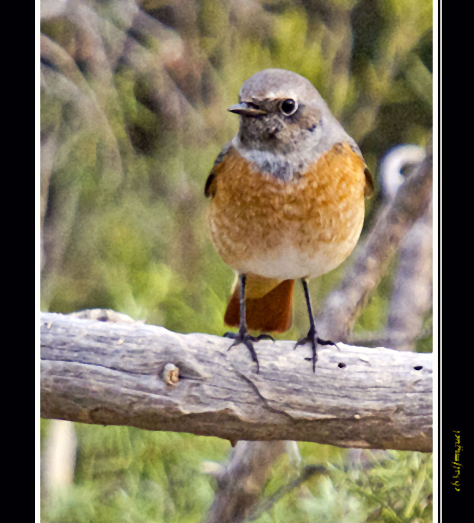 Miguel fotografia: Colirrojo real (Phoenicurus phoenicurus)