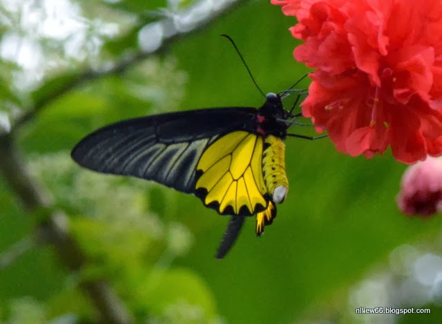 The Forested Path (and Beyond): BUTTERFLIES of RAUB: The Golden ...