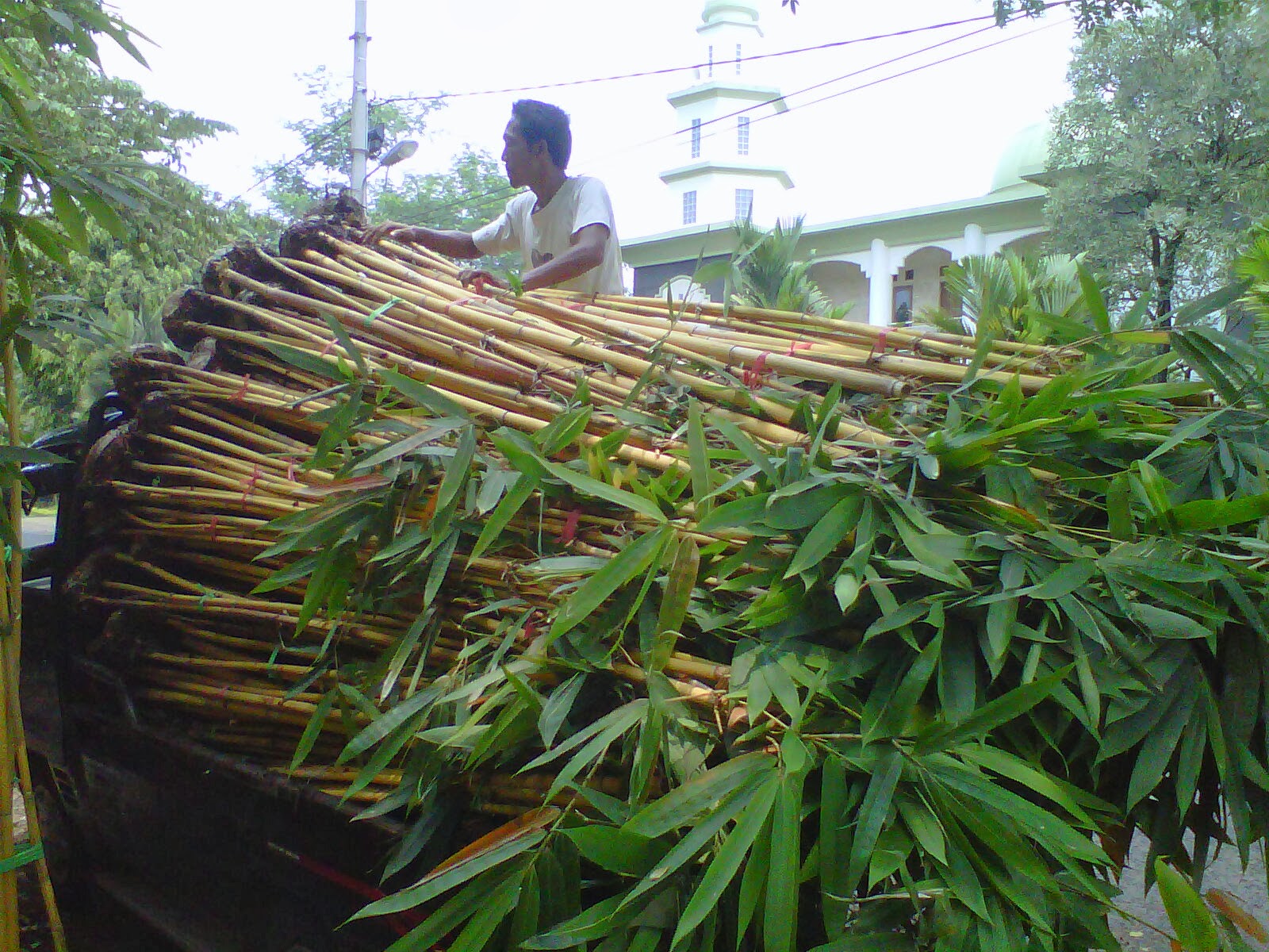 jual bambu hias | bambu taman | bambu kuning | jasa taman | tukang ...