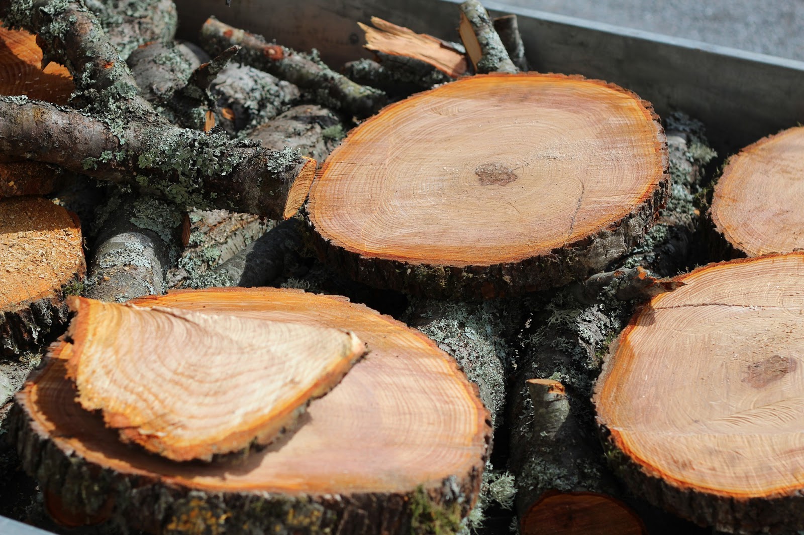 Sormus rakkaalleni: Puusta on moneksi