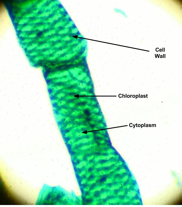 Microscope Organism Lab Analysis - Siva's Biology Blog