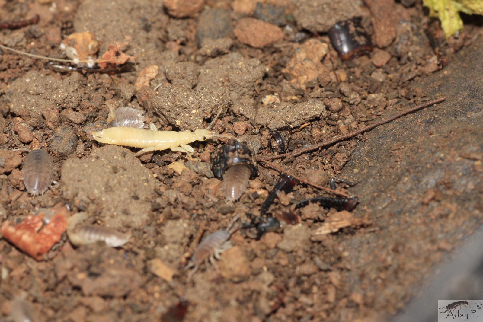 Artropodolandia: Dermápteros