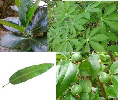 Jenis Ramban (hijauan) yang sering digunakan sebagai pakan ternak ...