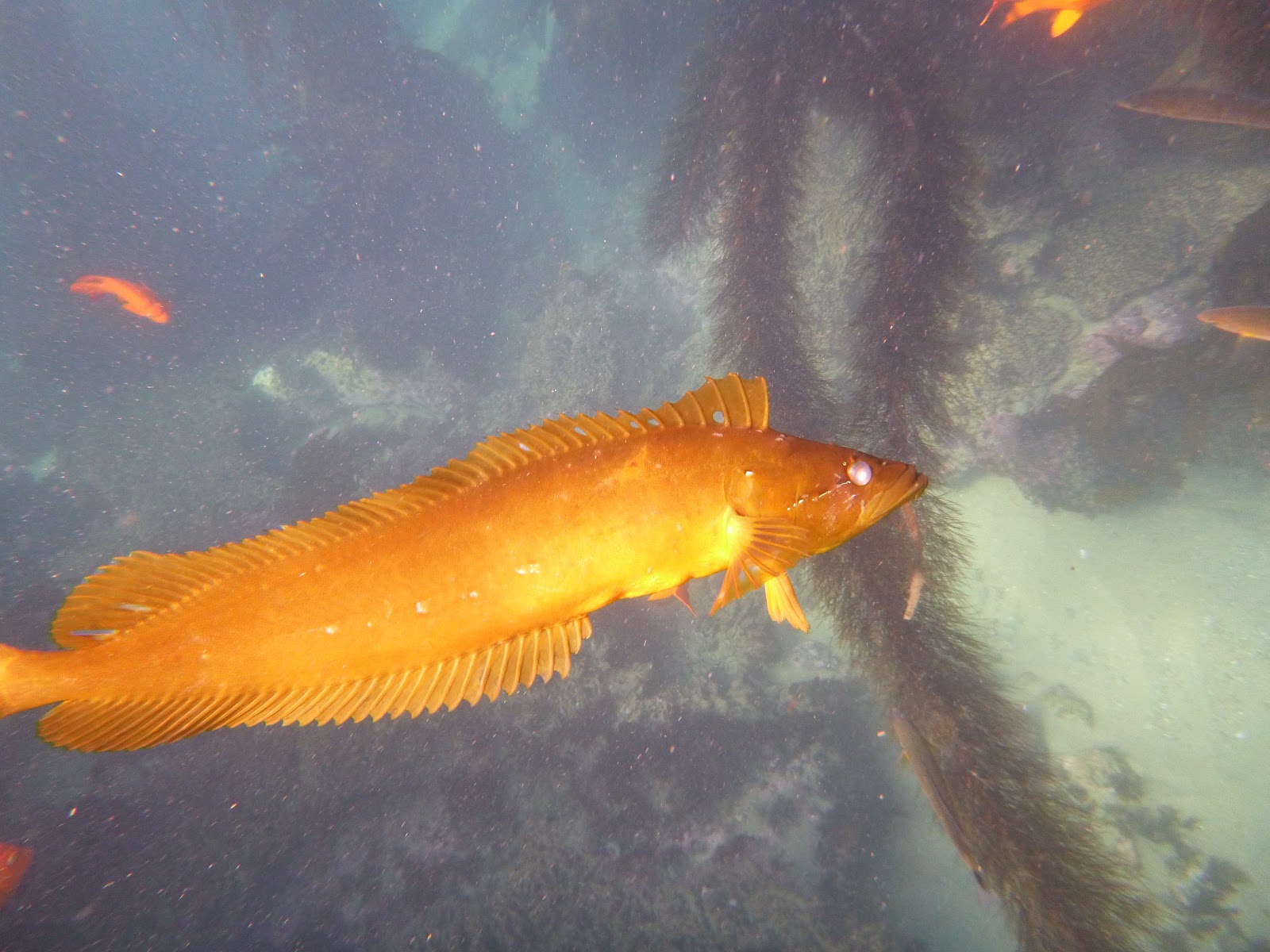 California Photos: Laguna Beach Giant Kelpfish
