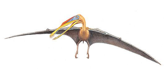 Los animales en la prehistoria: Animales prehistóricos con la letra G