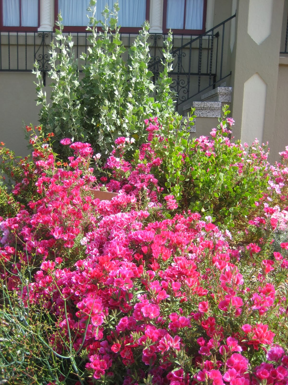 Seminte si plante de gradina hobby: Clarkia double mix