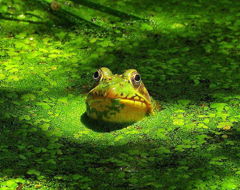 Save Our Beautiful Mother Nature: Frogs in front of the Camera