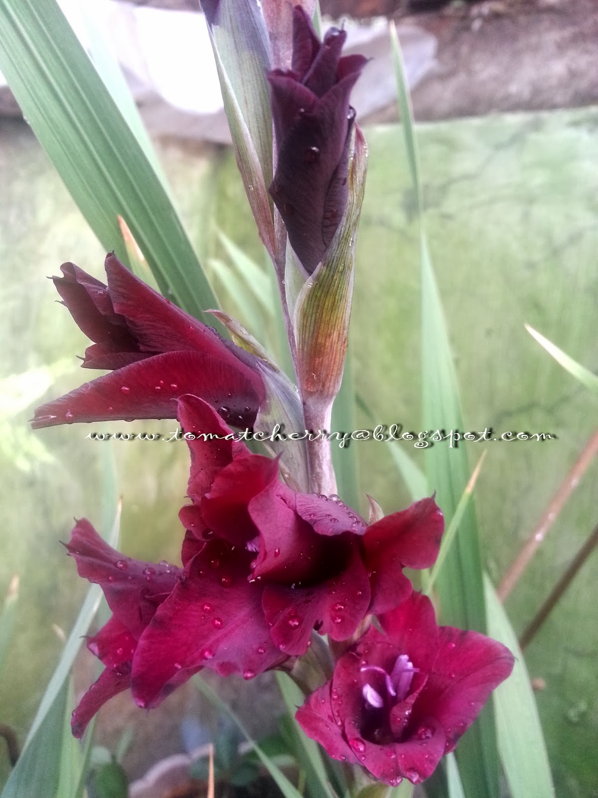 Tomat Cherry: Bunga Gladiol