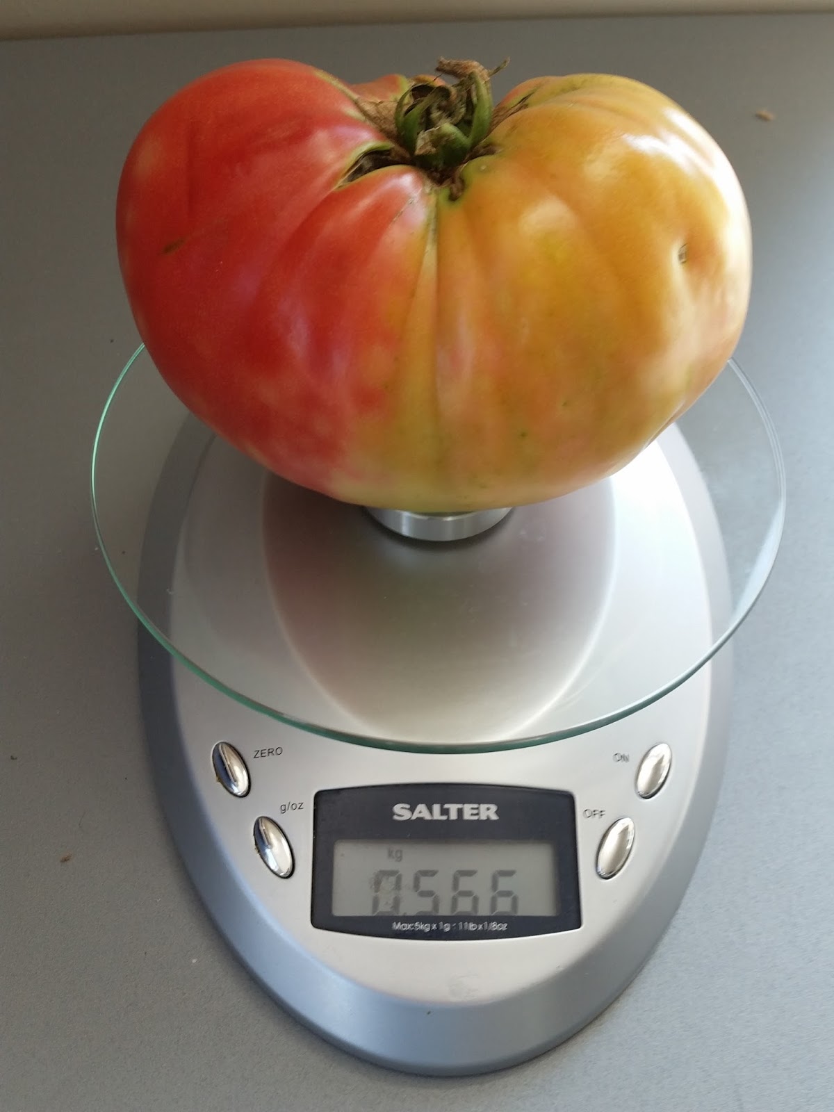 Fred's Giant Tomato Contest: First tomato on the scale