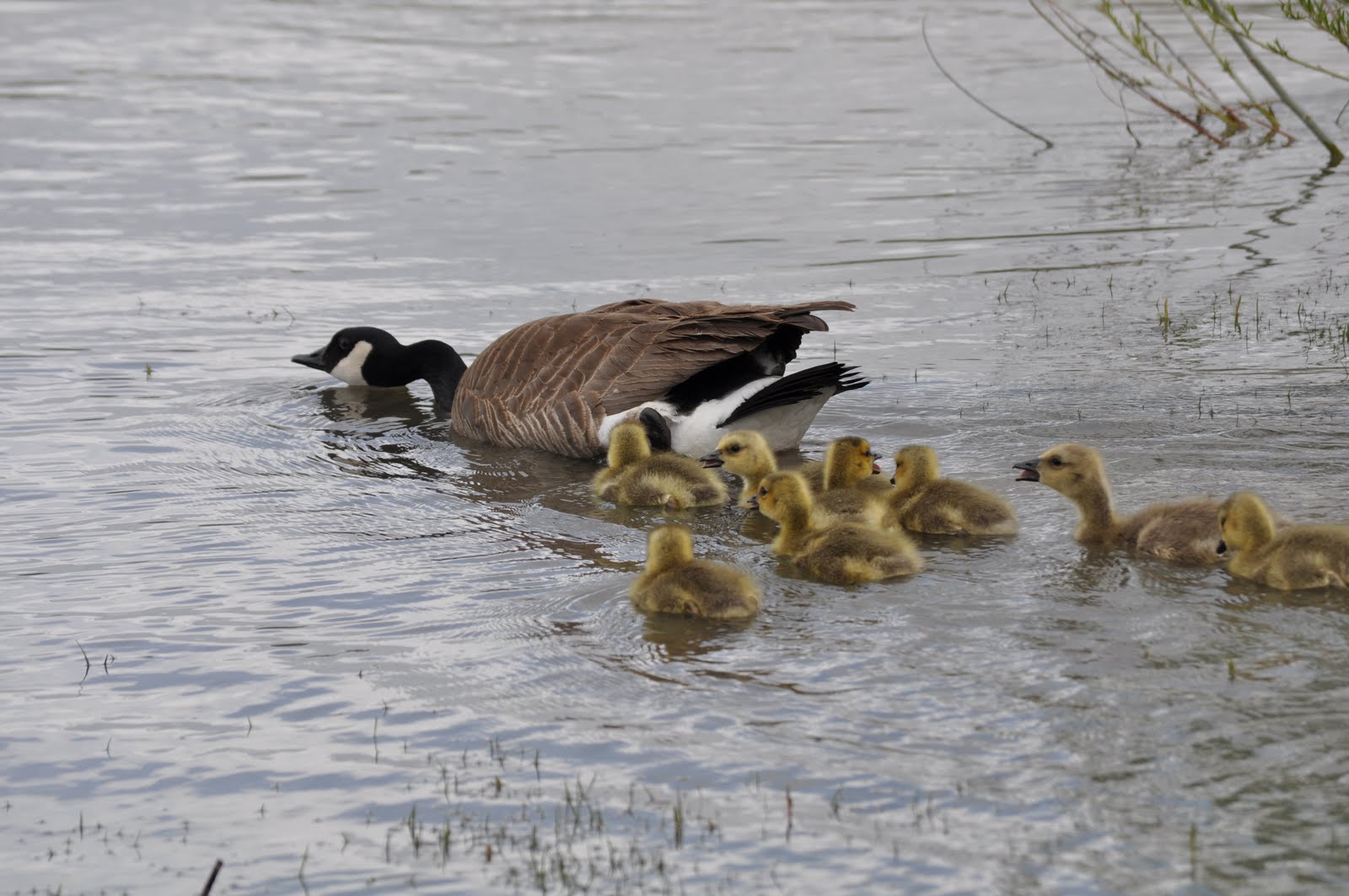 Weeping Willow Art, and me loved ones: Snake River Geese