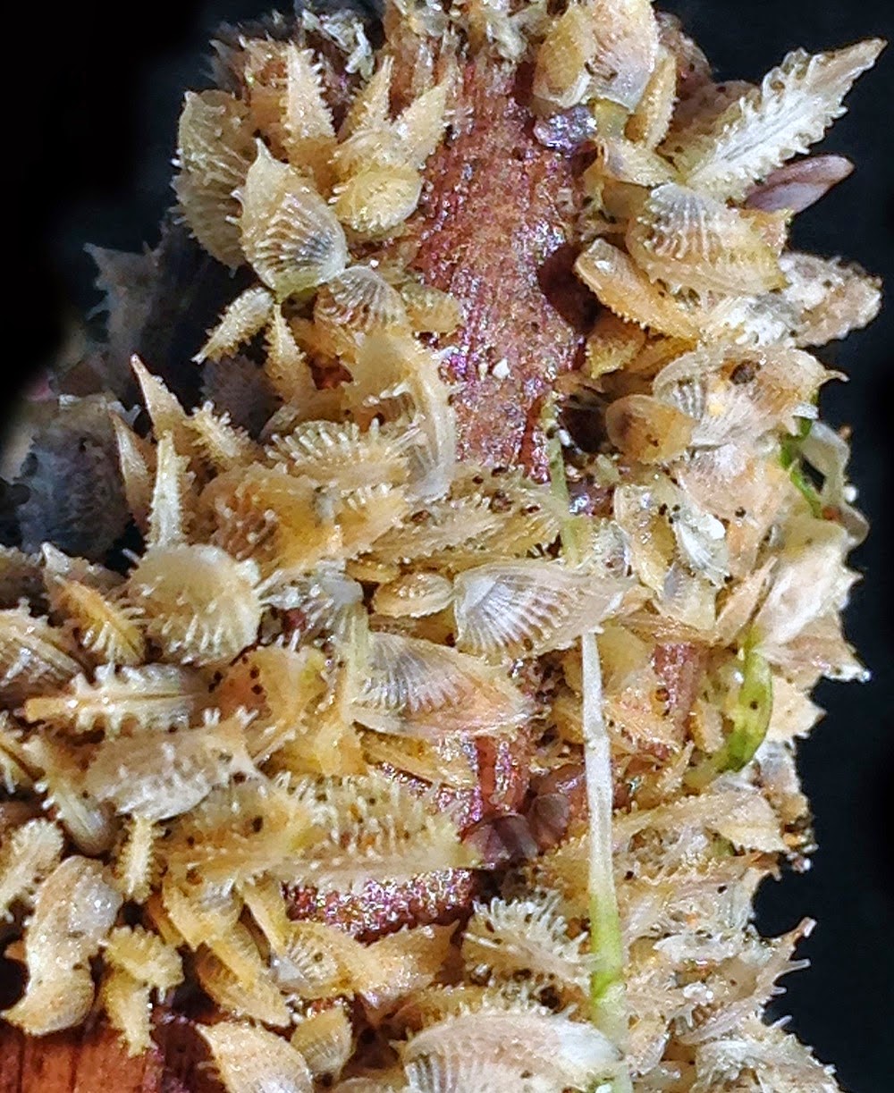 Rafael Microfauna Marina: Chthamalus (Crustáceos: Cirrípedos)