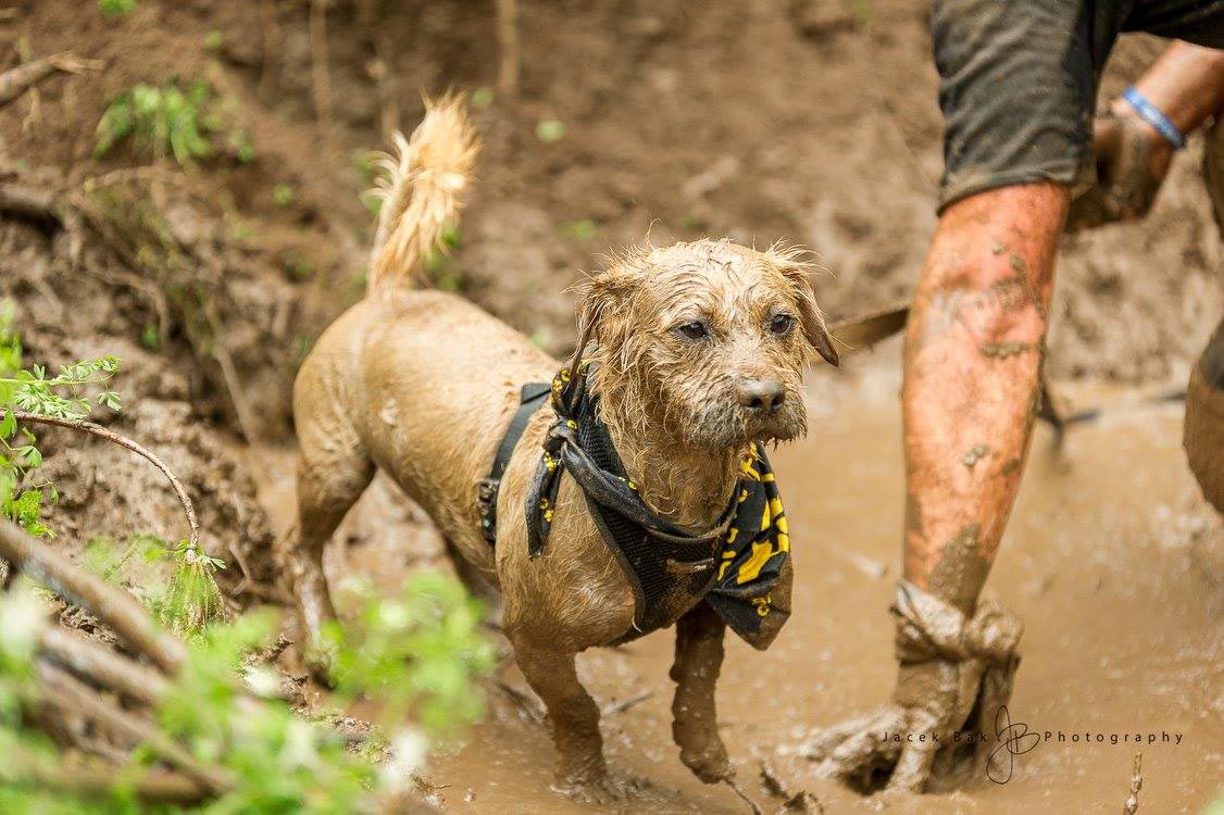 South West & Swan Valley Mudfest 2019 | Australian Dog Lover