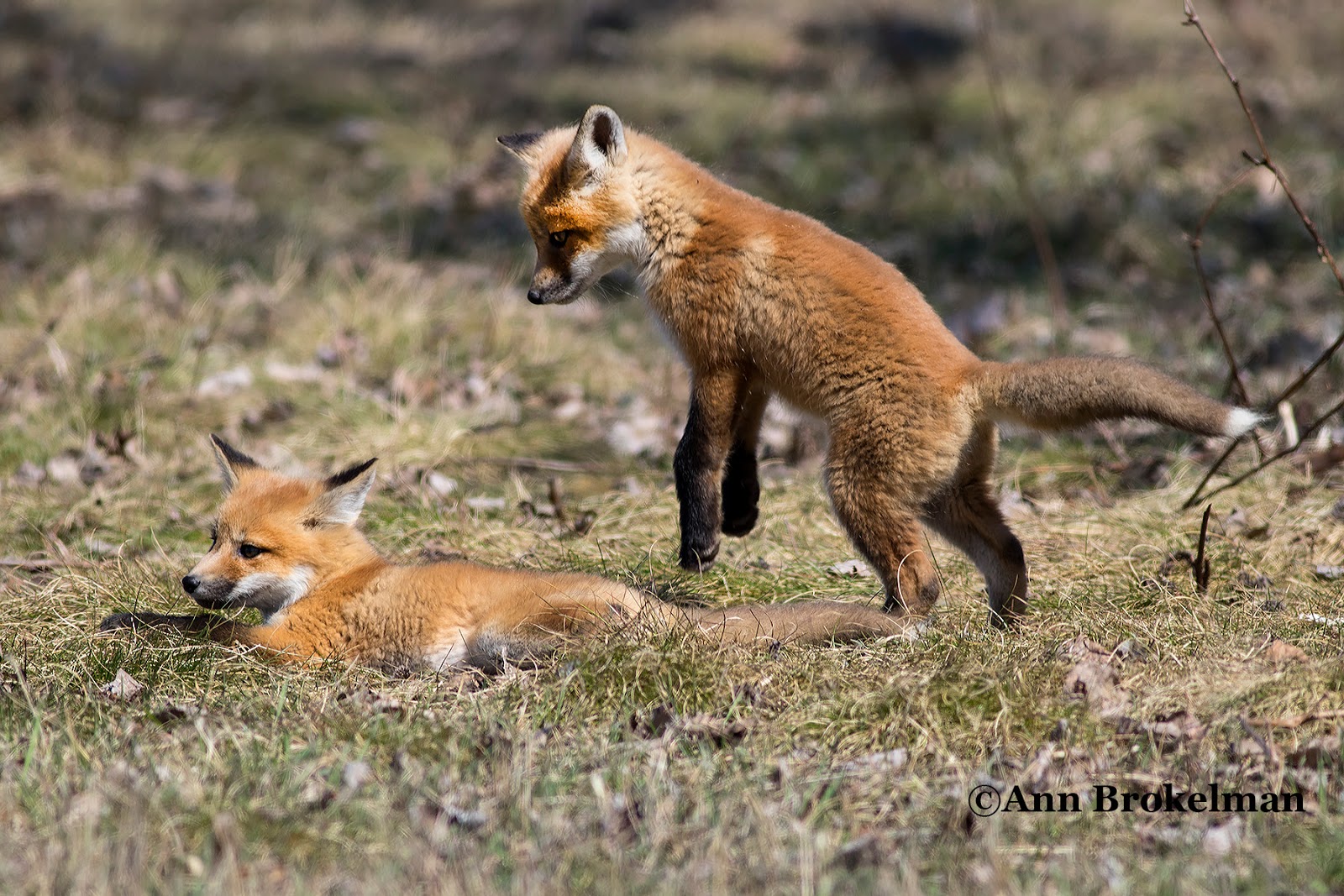 Ann Brokelman Photography: Red Fox Kits pouncing and playing