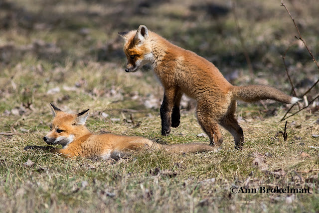 Ann Brokelman Photography: Red Fox Kits pouncing and playing